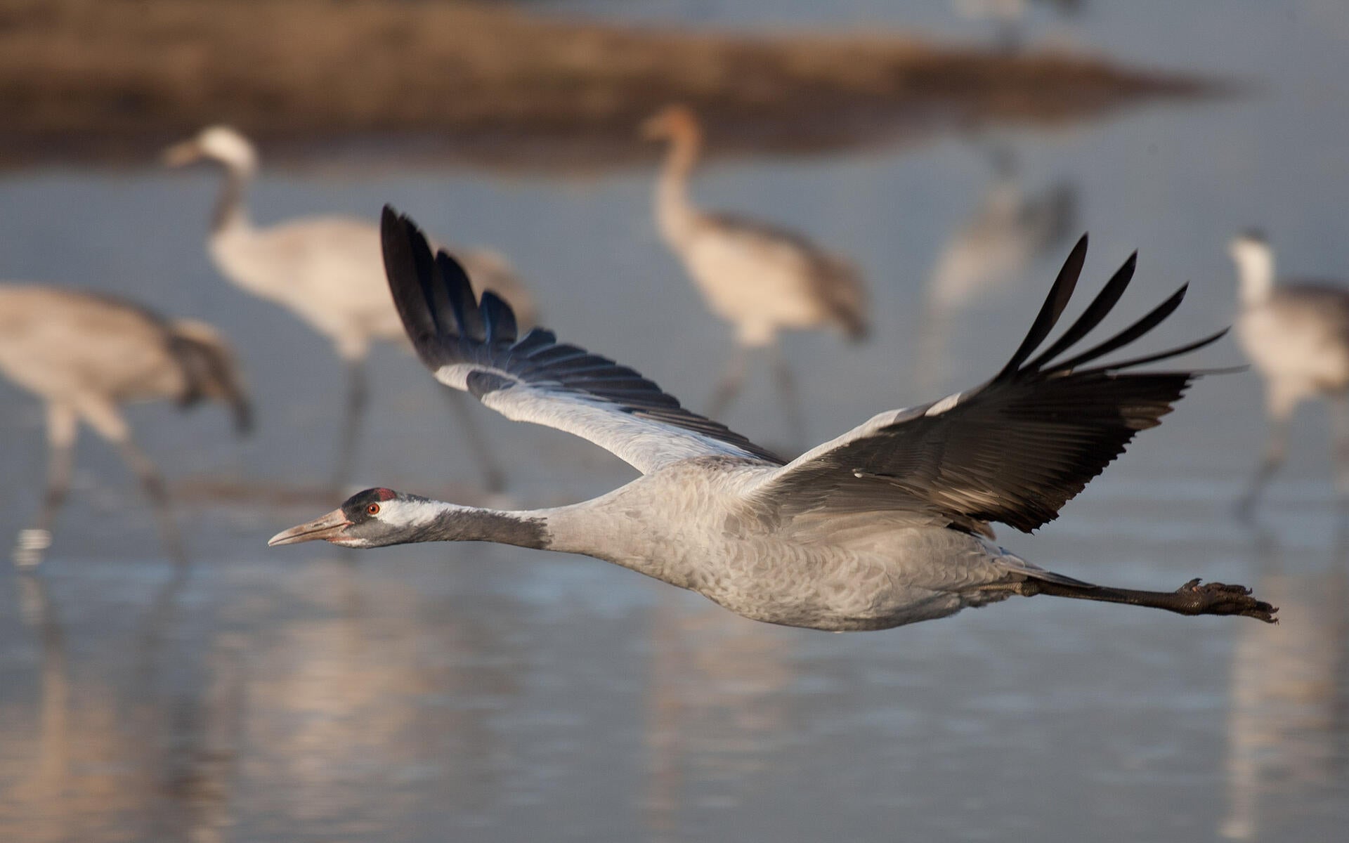 Common Crane | Audubon Field Guide