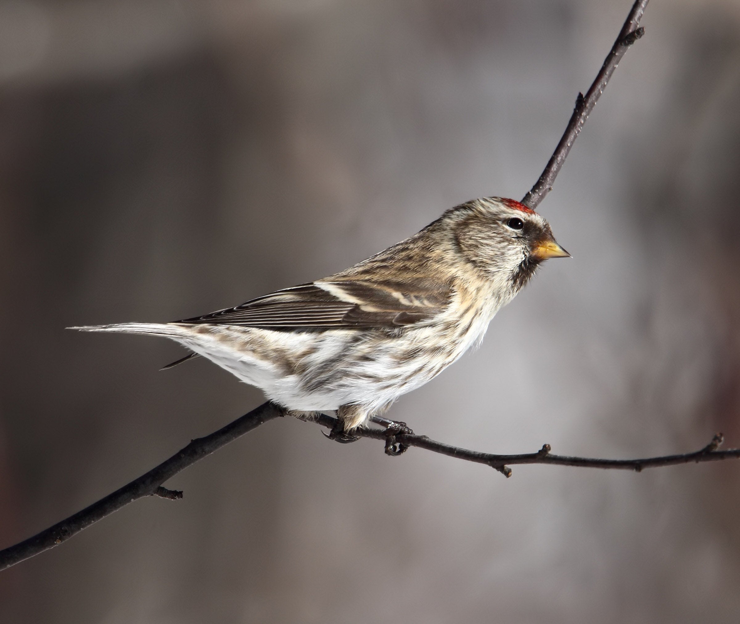 Common Redpoll | Audubon Field Guide