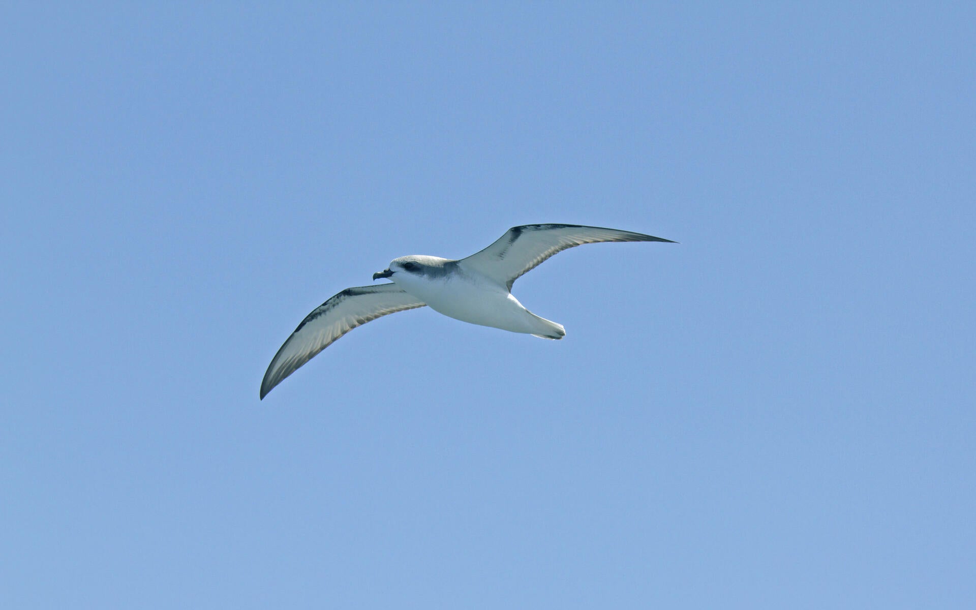 Cook's Petrel | Audubon Field Guide