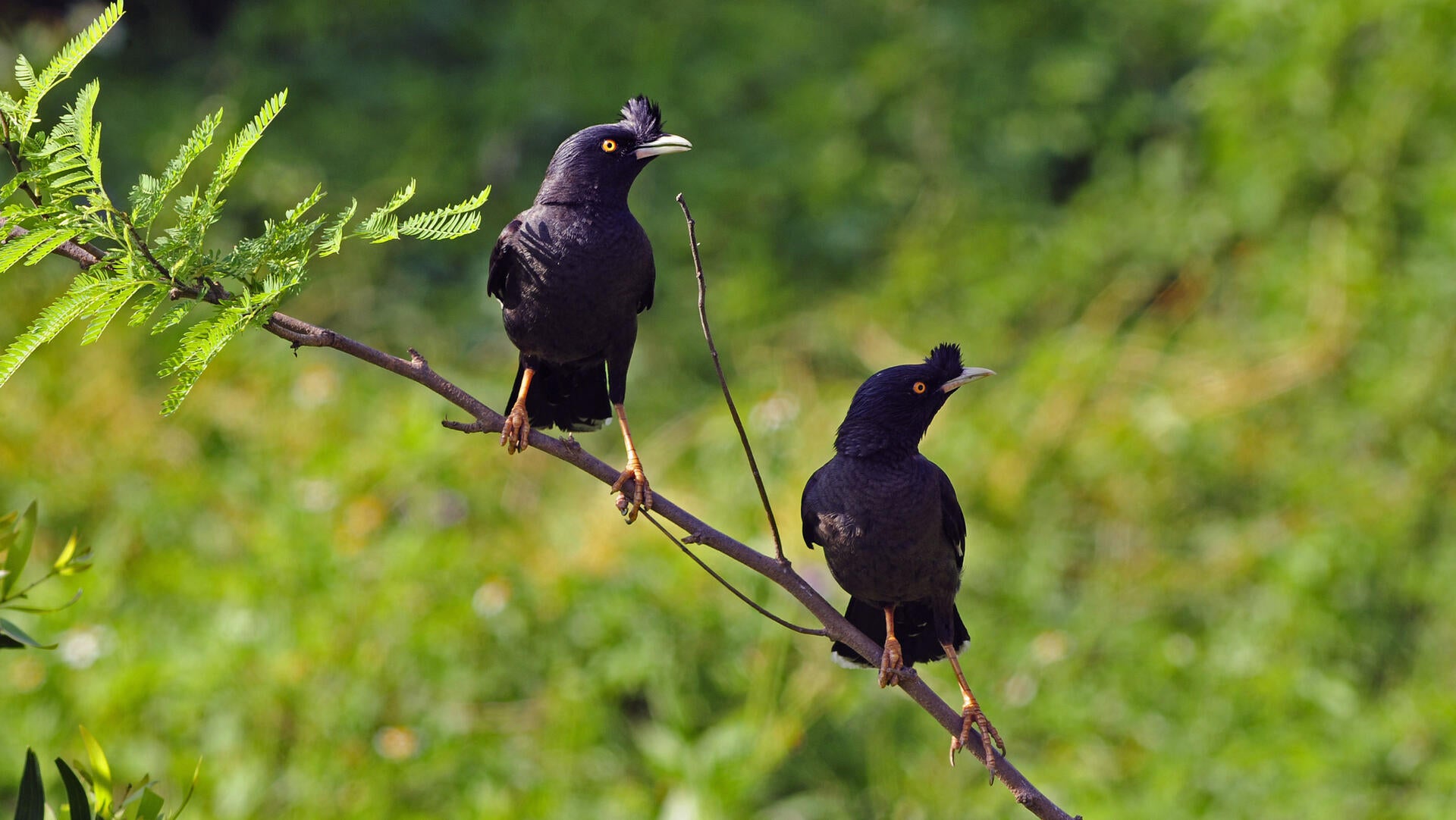Crested Myna | Audubon Field Guide