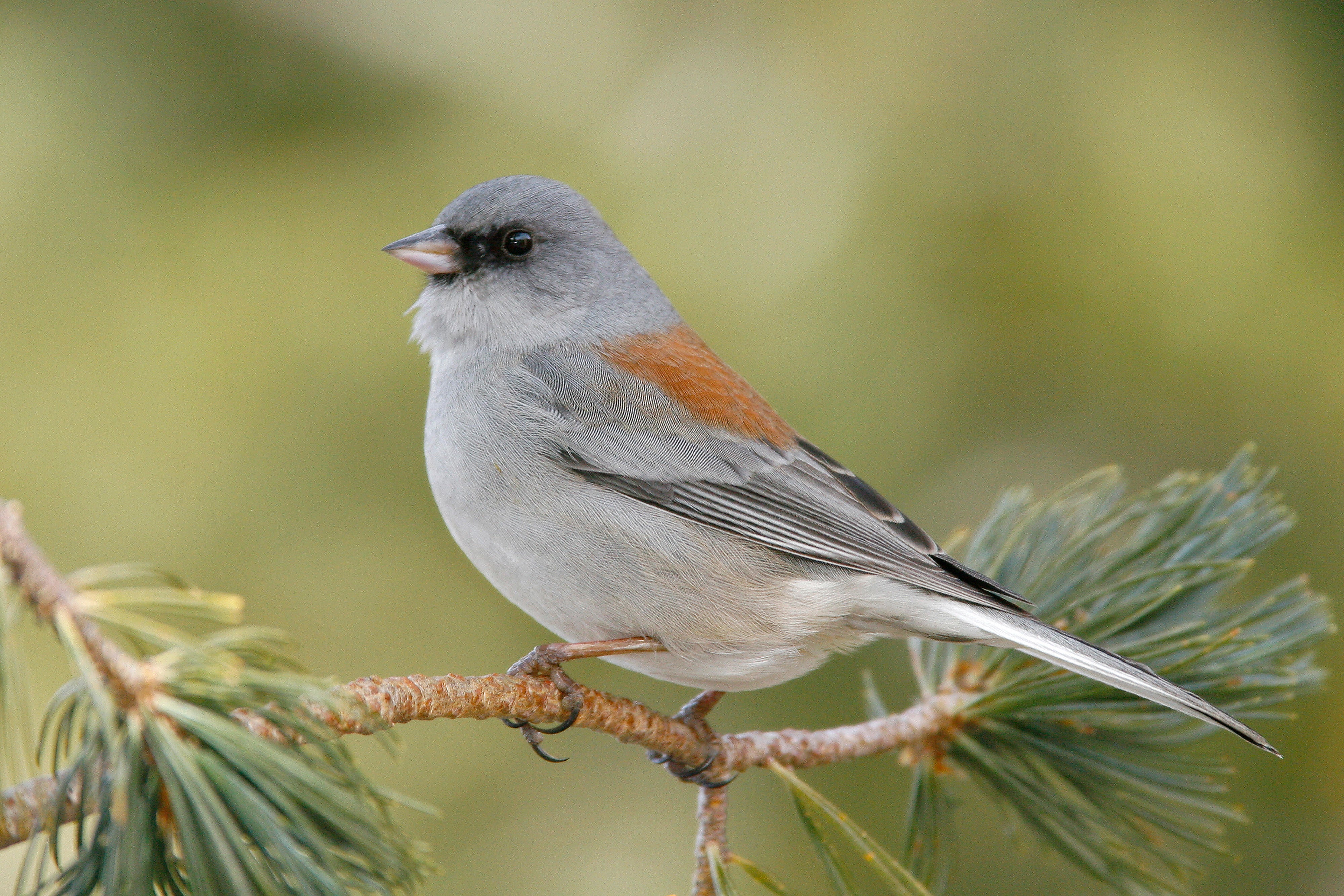 Dark-eyed Junco | Audubon Field Guide