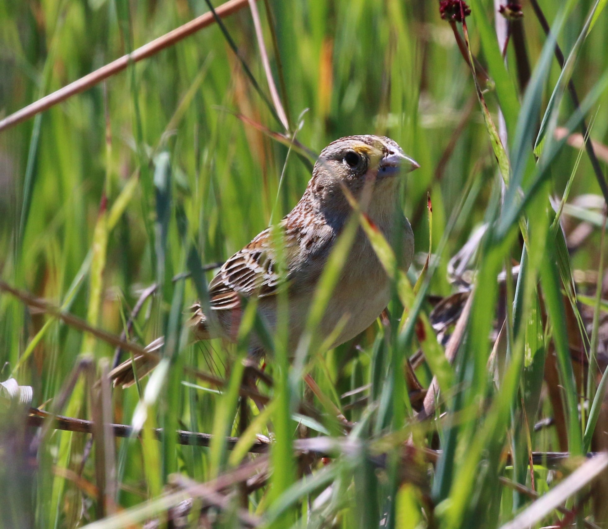 Grasshopper Sparrow | Audubon Field Guide