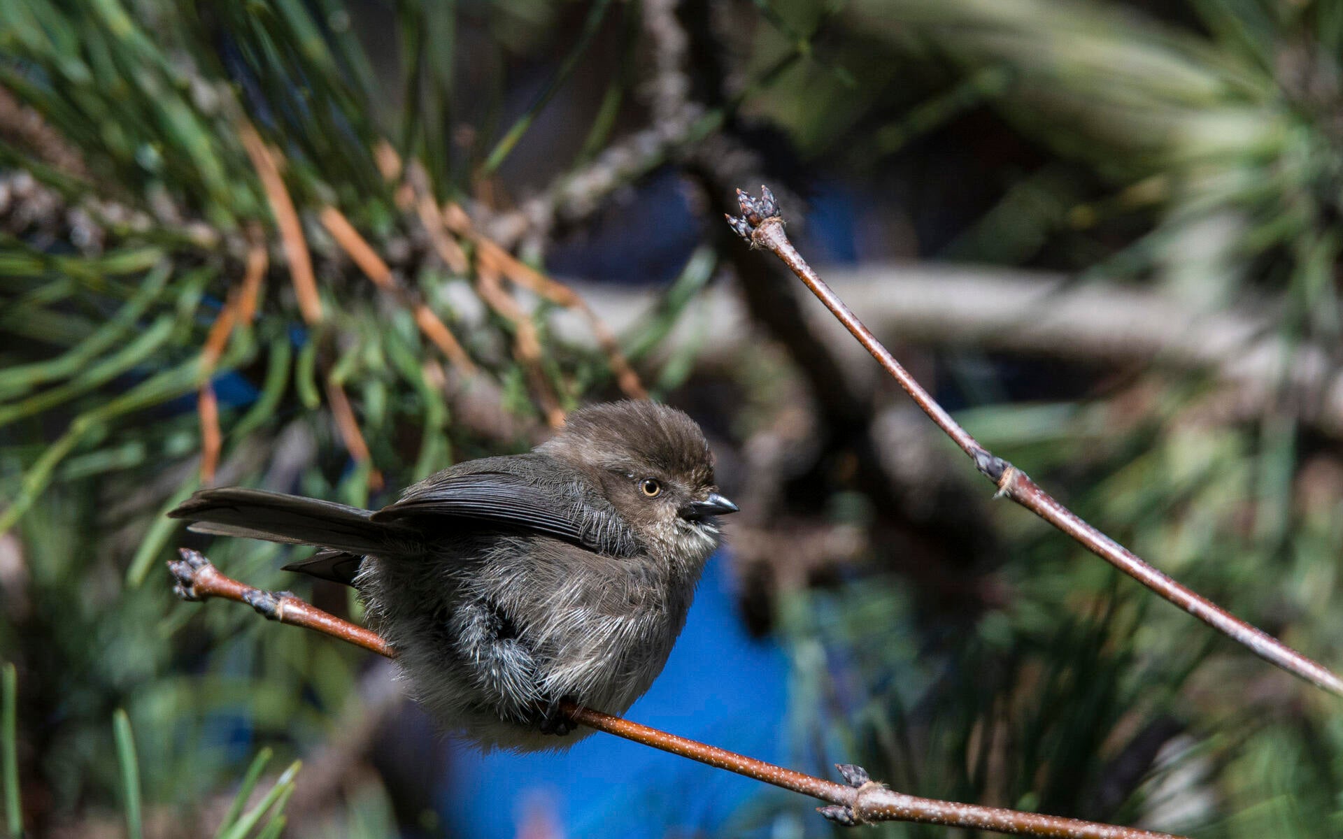 Bushtit | Audubon Field Guide
