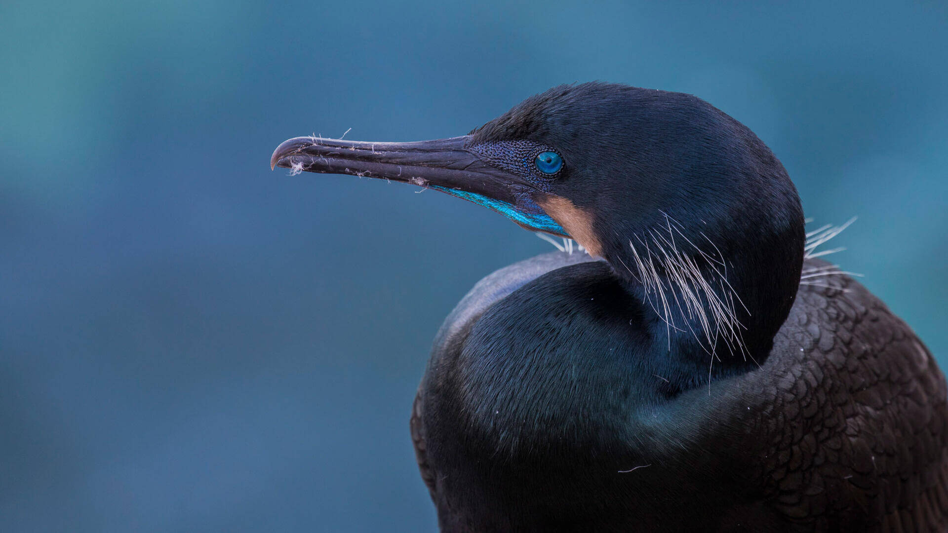 Brandt's Cormorant | Audubon Field Guide