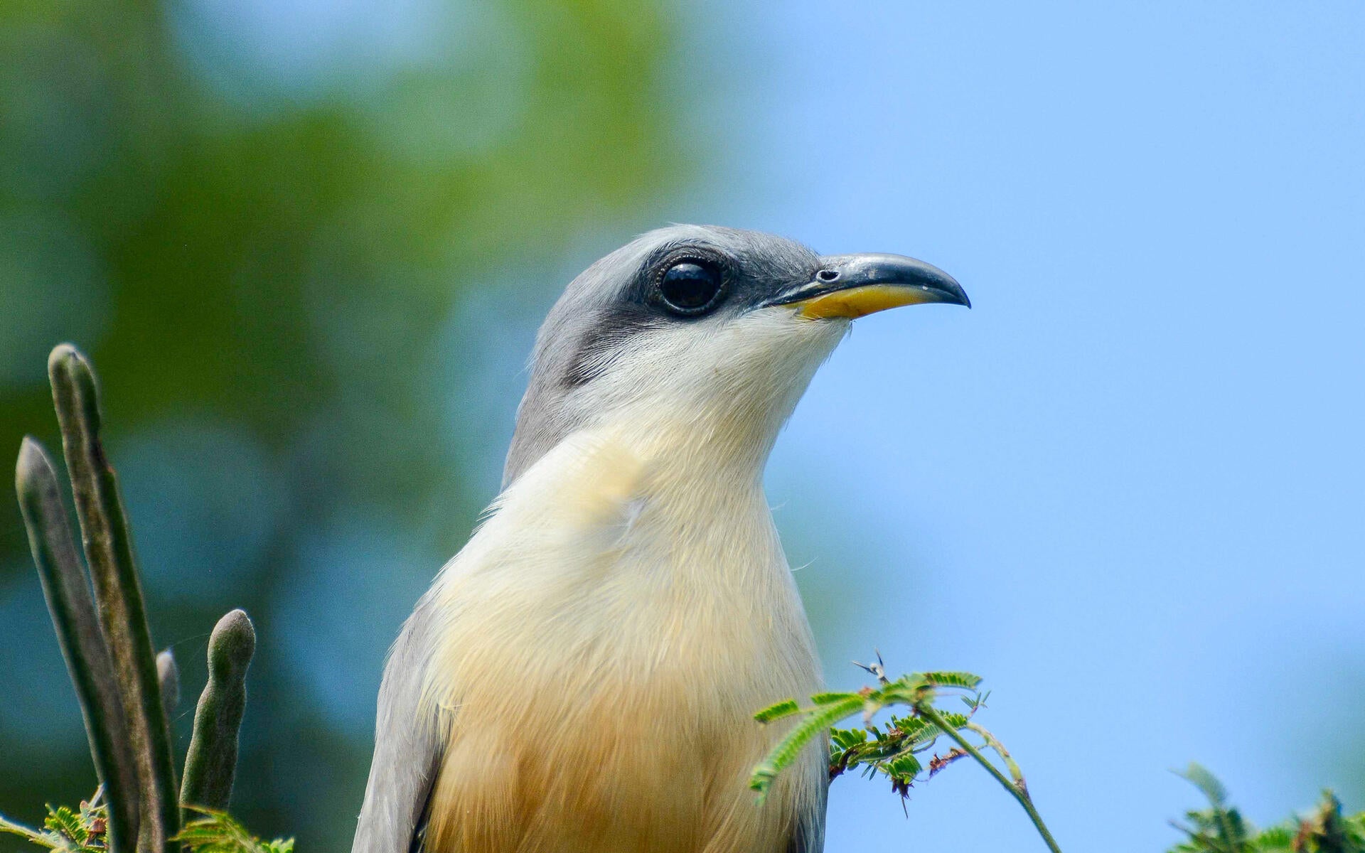 Mangrove Cuckoo | Audubon Field Guide