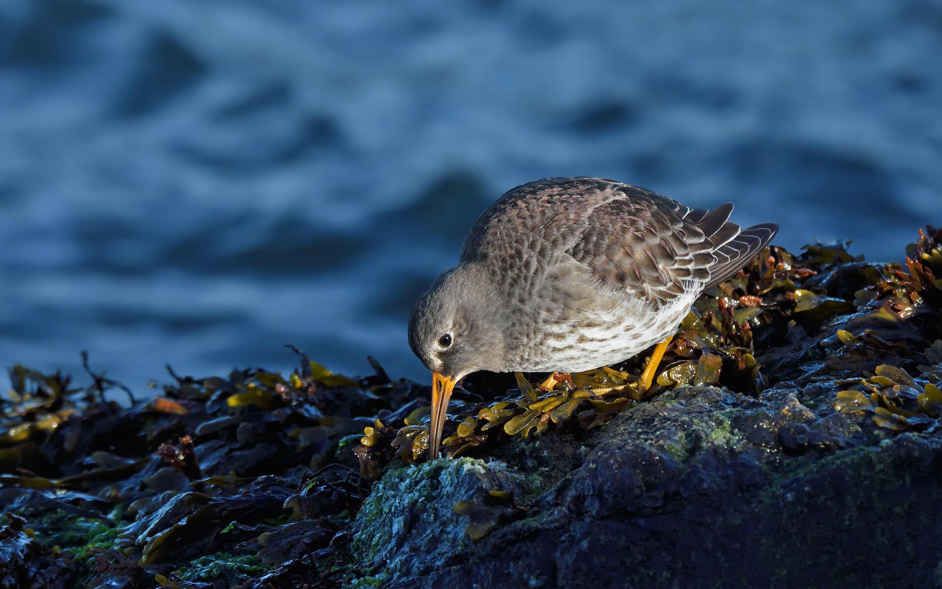 Playero Oscuro | Audubon Field Guide