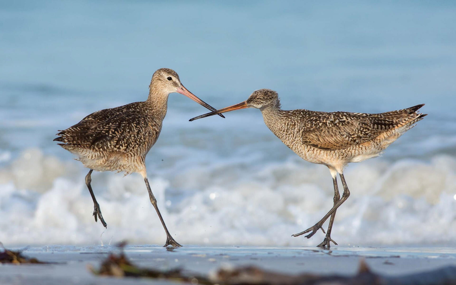 Picopando Canelo | Audubon Field Guide