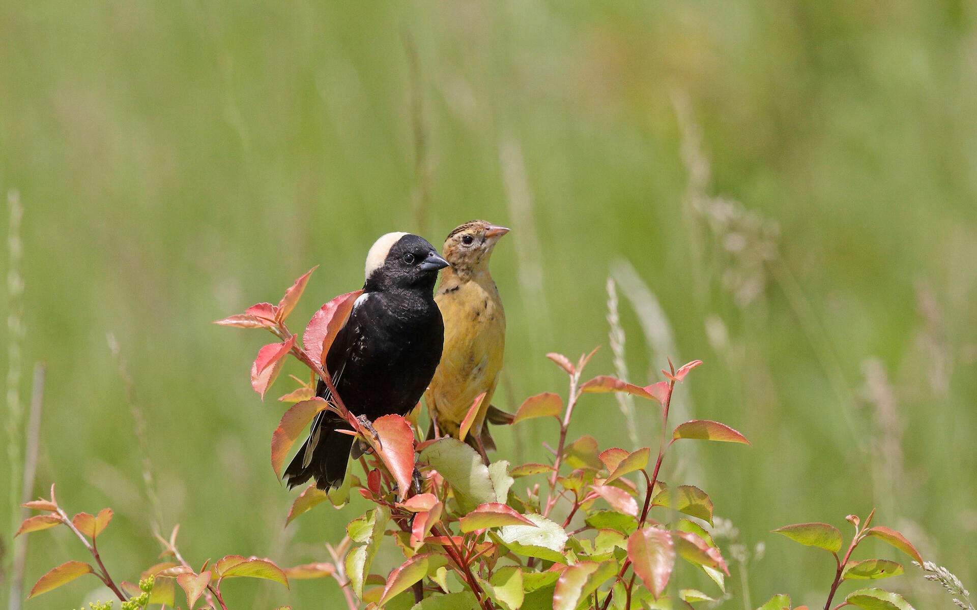 Bobolink | Audubon Field Guide