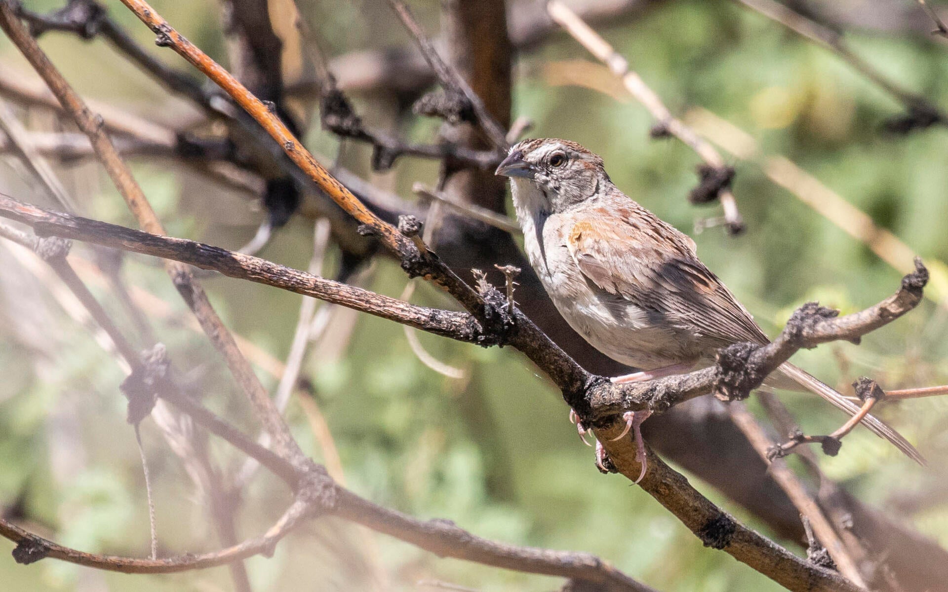 Botteri's Sparrow | Audubon Field Guide