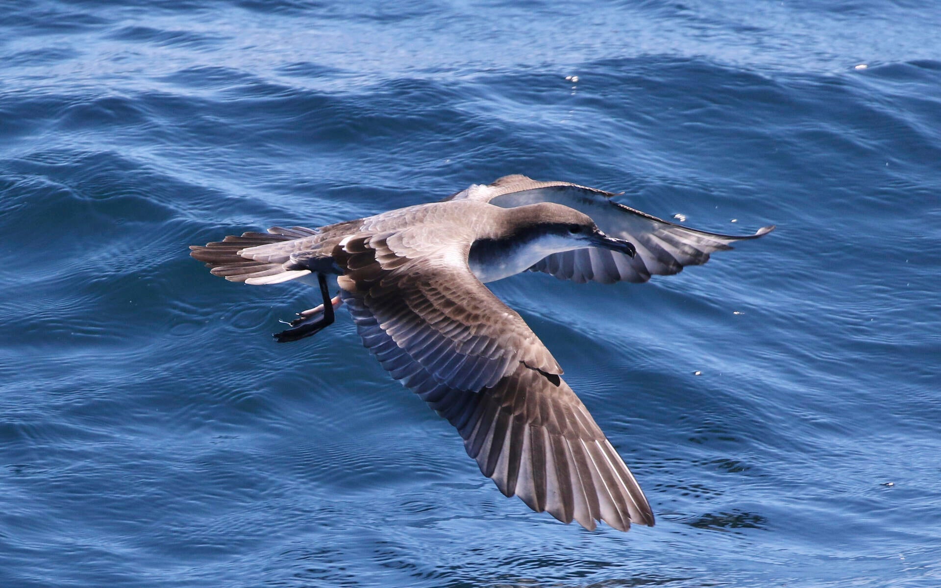 Buller's Shearwater | Audubon Field Guide