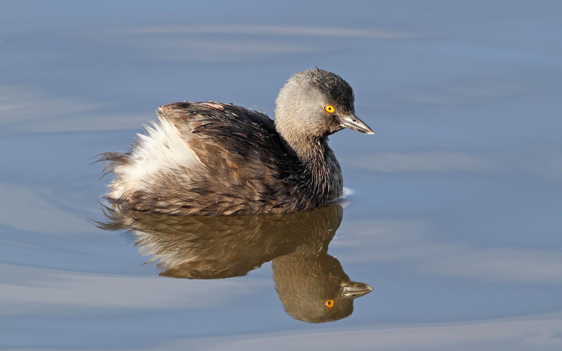 Least Grebe | Audubon Field Guide