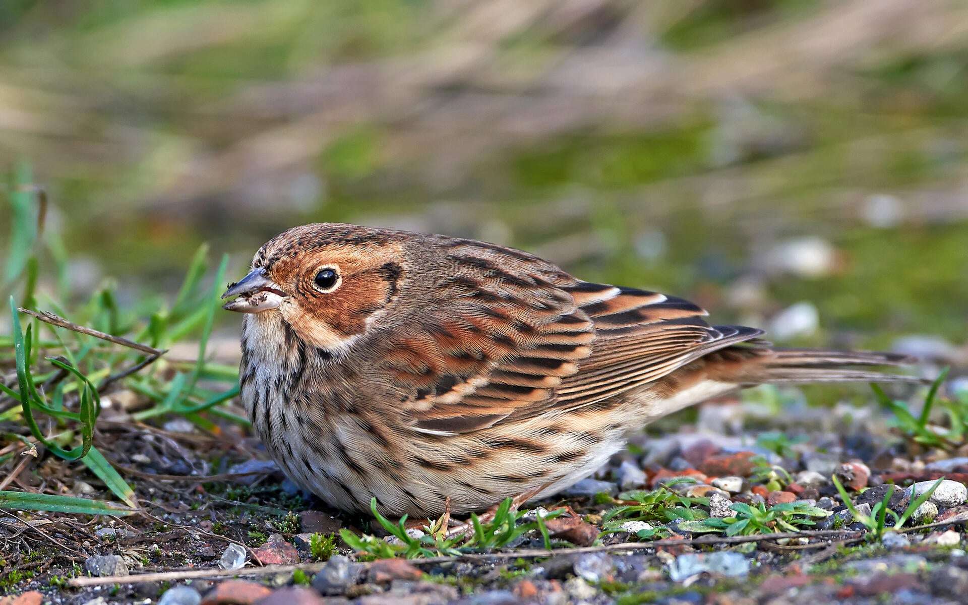 Little Bunting | Audubon Field Guide