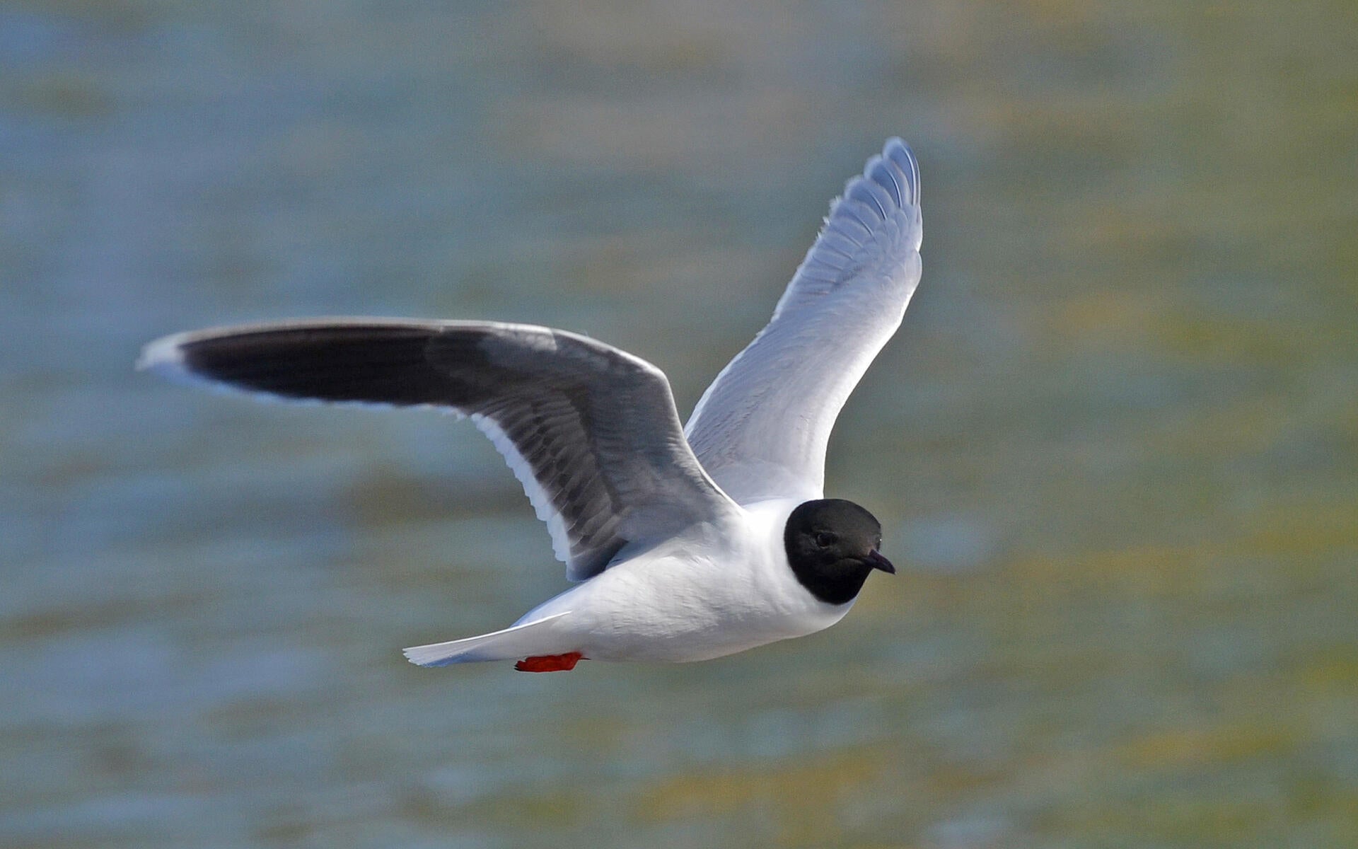 Little Gull | Audubon Field Guide