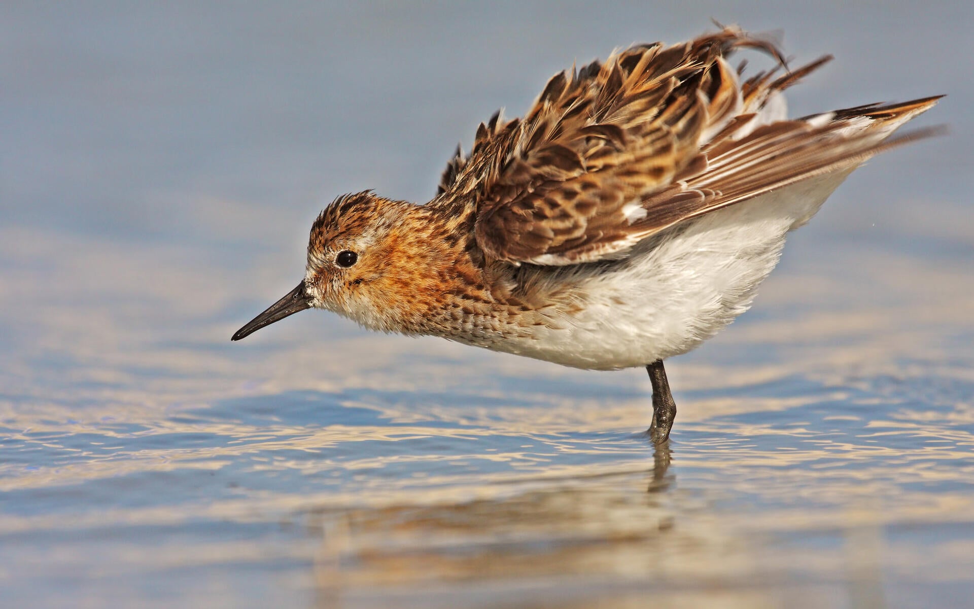 Little Stint | Audubon Field Guide