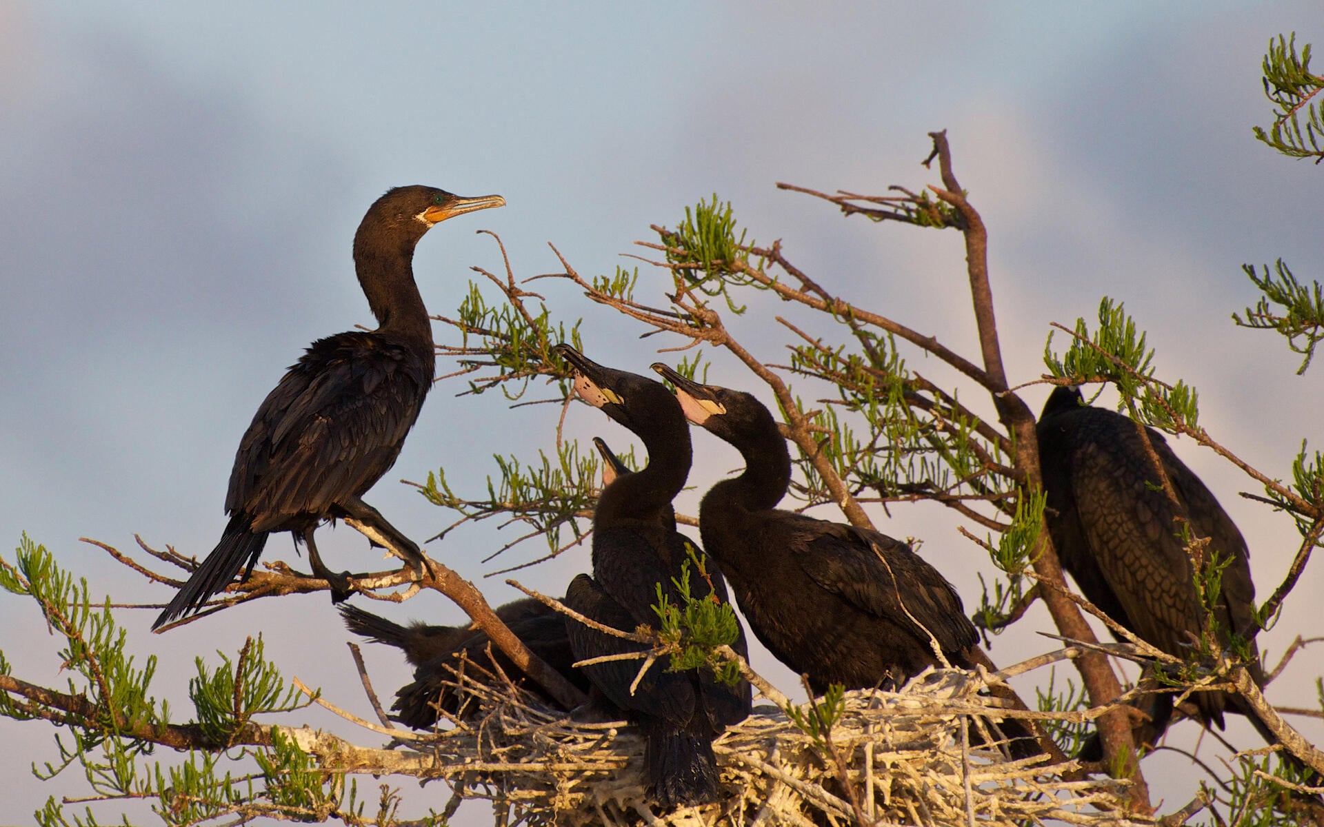 Neotropic Cormorant | Audubon Field Guide