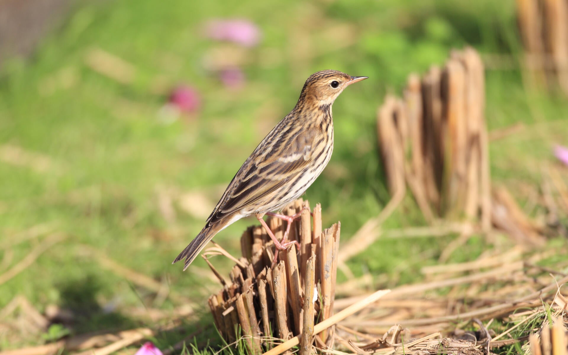 Pechora Pipit | Audubon Field Guide