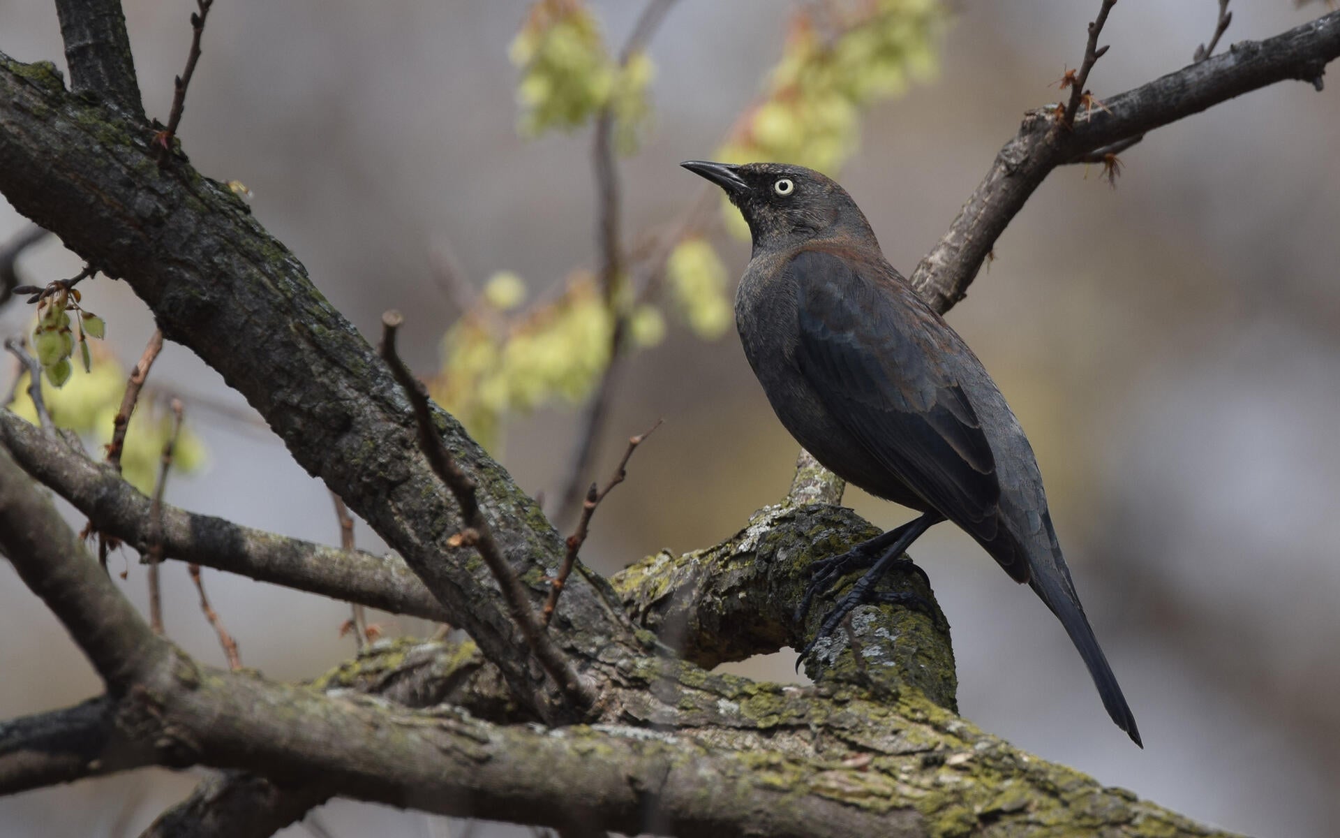 Rusty Blackbird | Audubon Field Guide