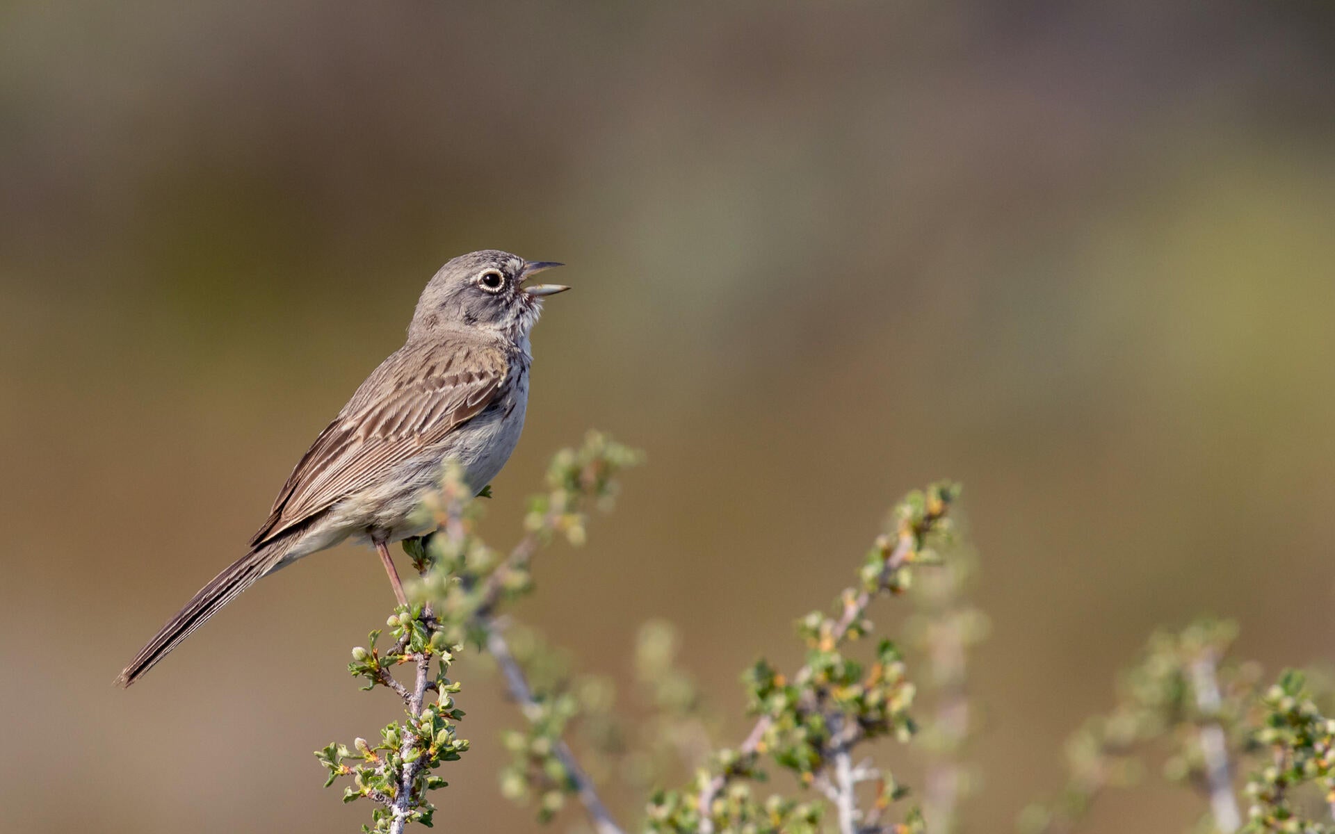 Sagebrush Sparrow | Audubon Field Guide