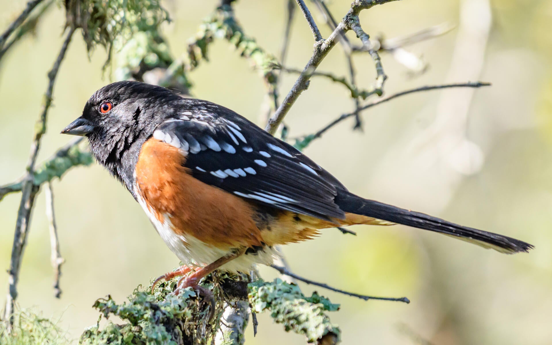 Spotted Towhee Audubon Field Guide Spotted Towhee Audubon Field Guide