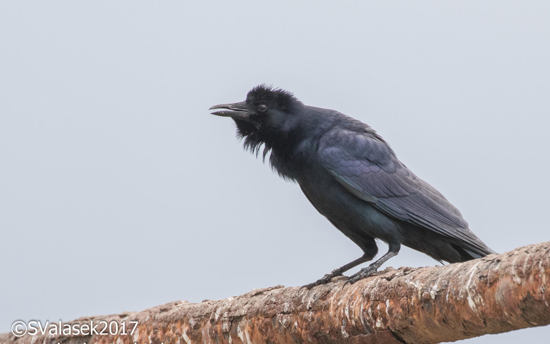Cuervo Tamaulipeco | Audubon Field Guide