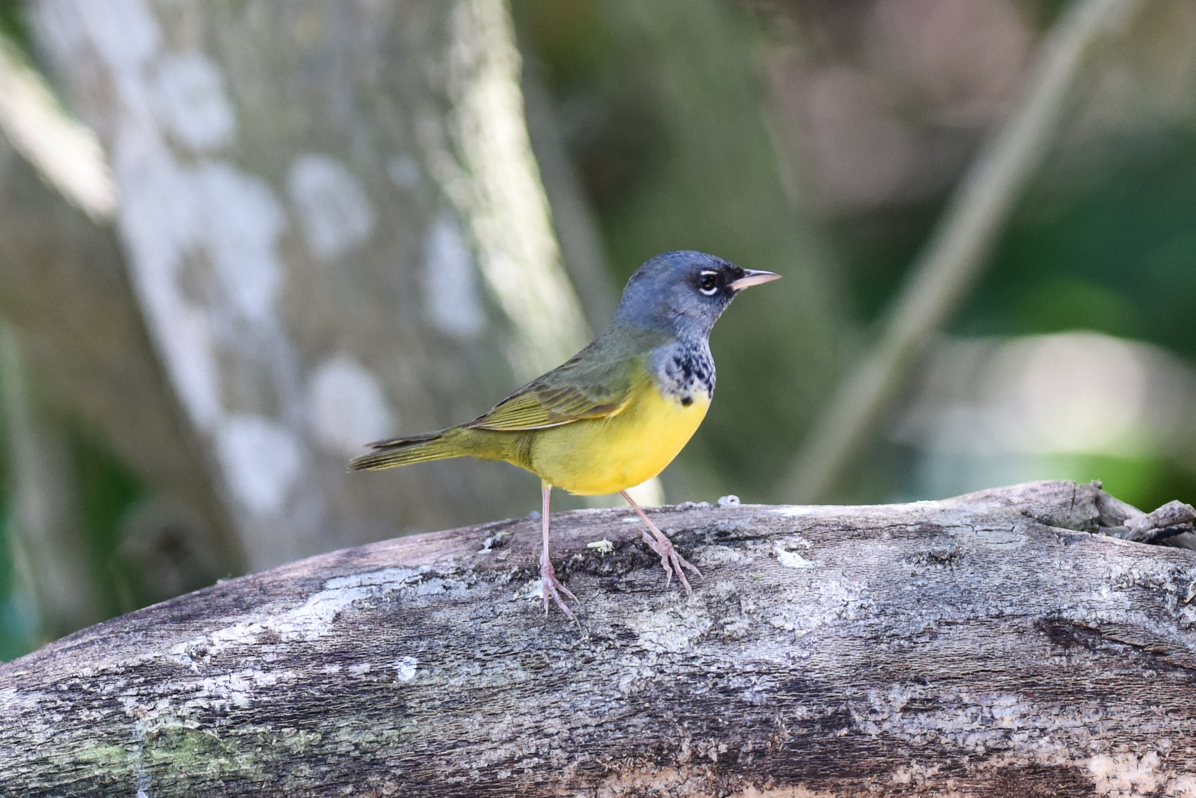MacGillivray's Warbler | Audubon Field Guide