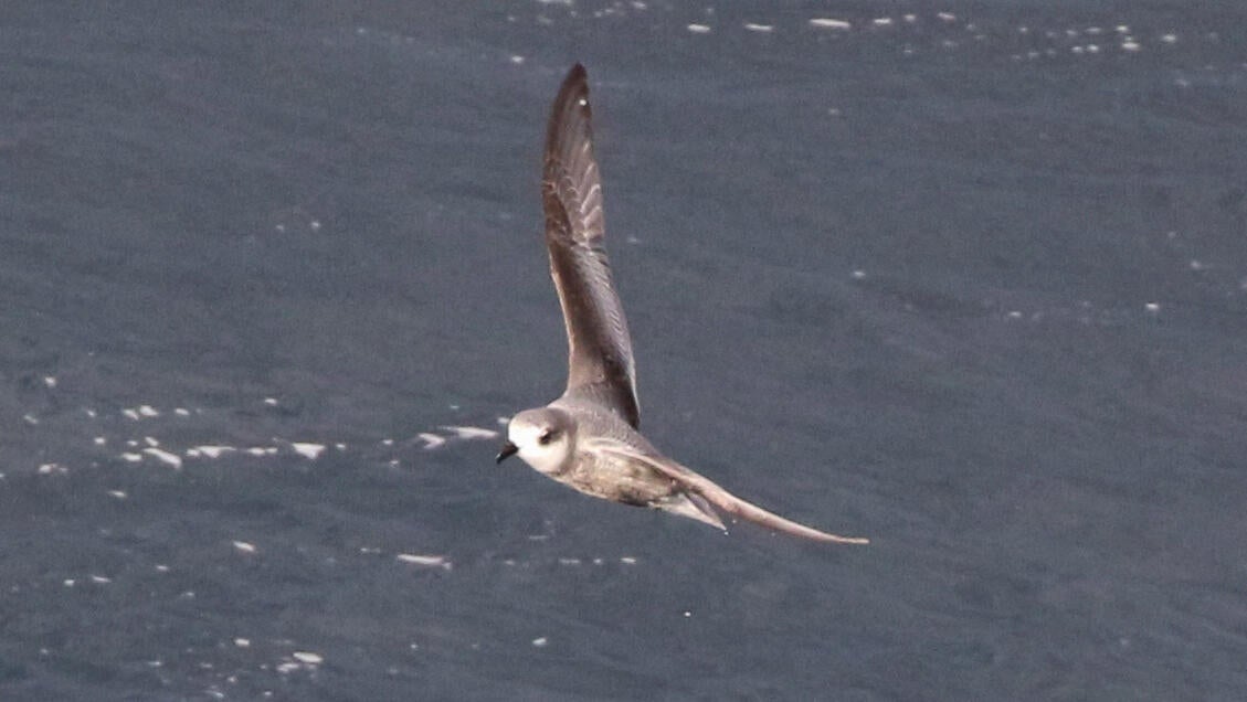 Mottled Petrel | Audubon Field Guide
