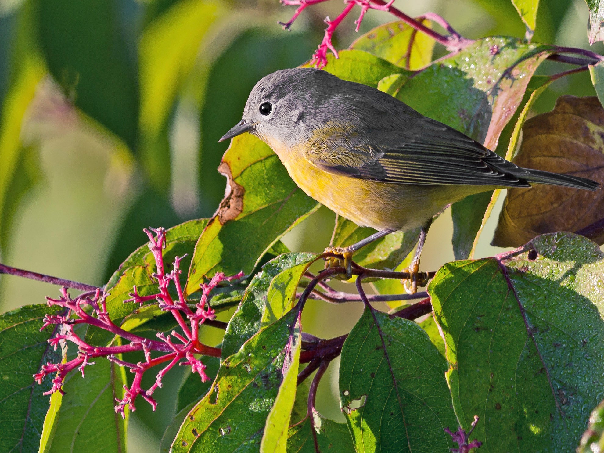 Nashville Warbler | Audubon Field Guide