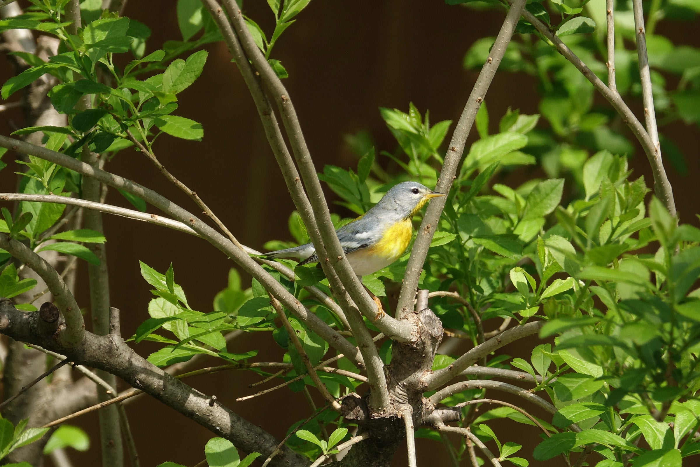 Northern Parula | Audubon Field Guide