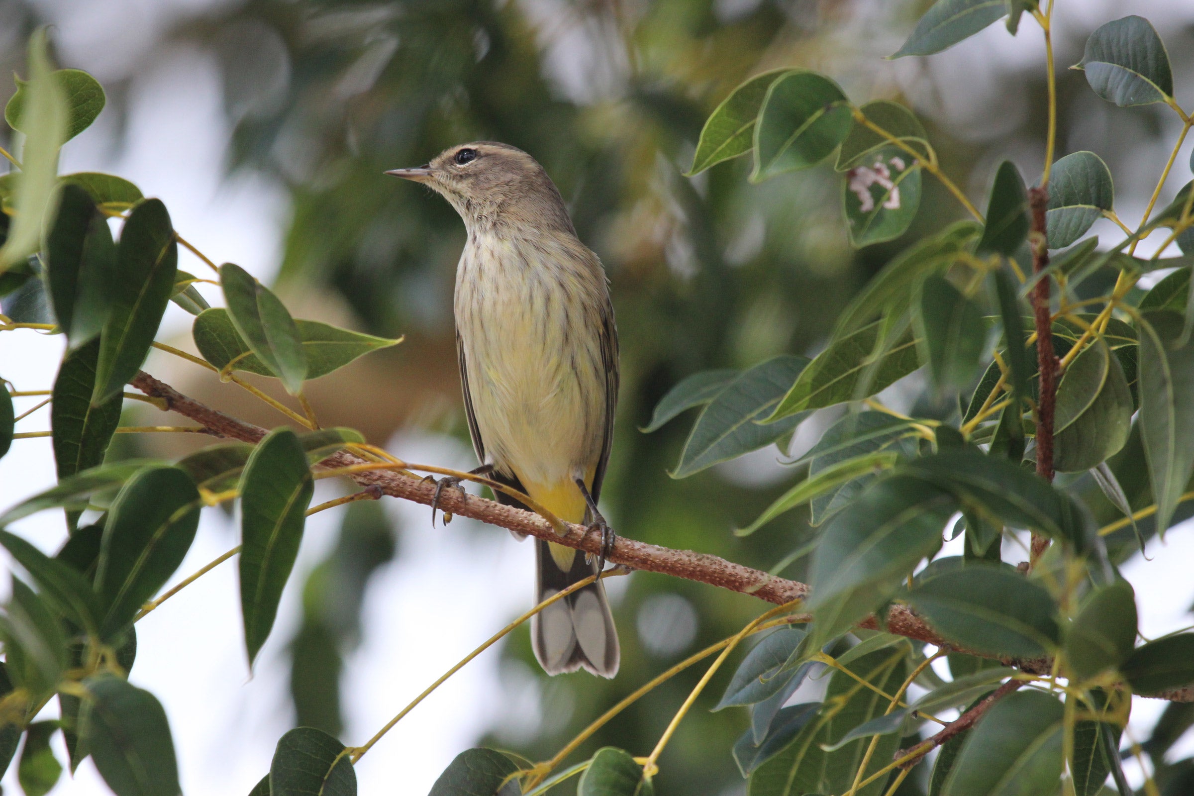 Palm Warbler | Audubon Field Guide