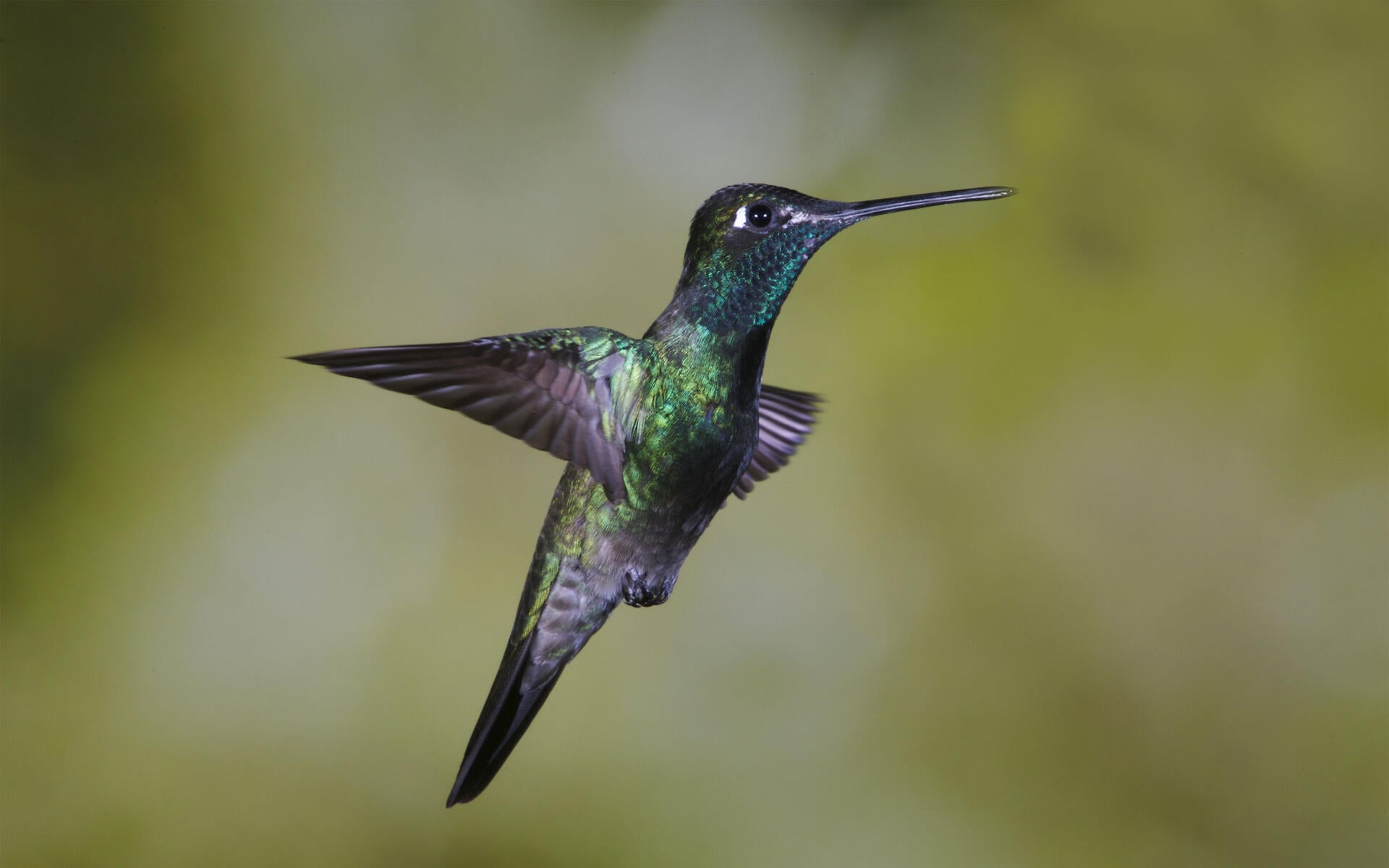 Colibrí Magnífico | Audubon Field Guide