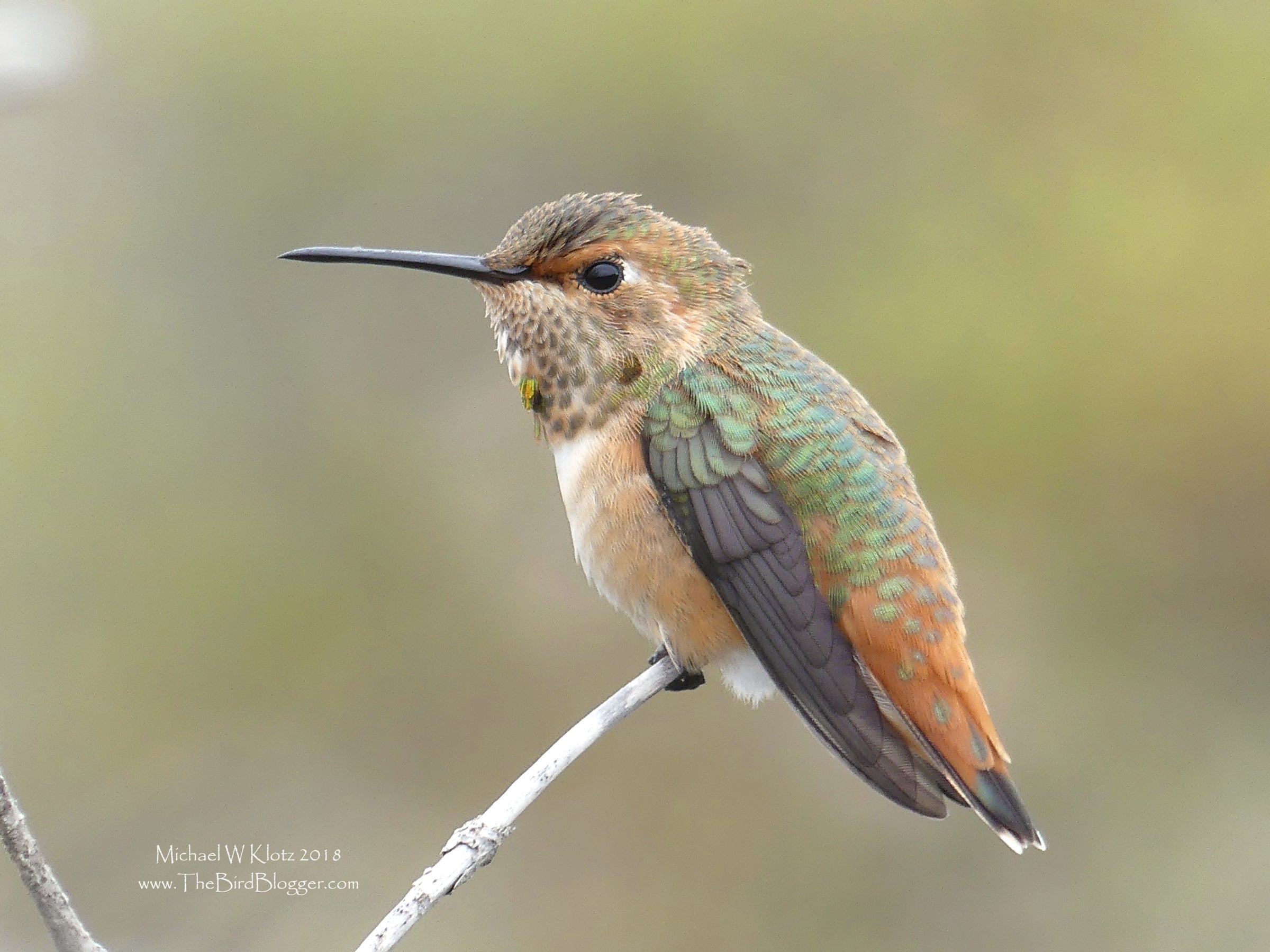 Rufous Hummingbird | Audubon Field Guide