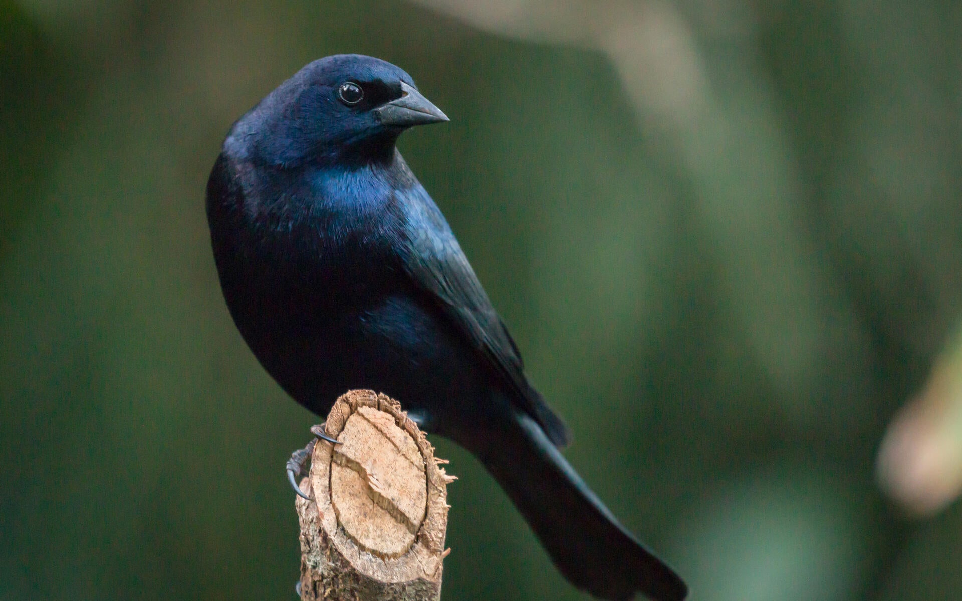 Shiny Cowbird | Audubon Field Guide