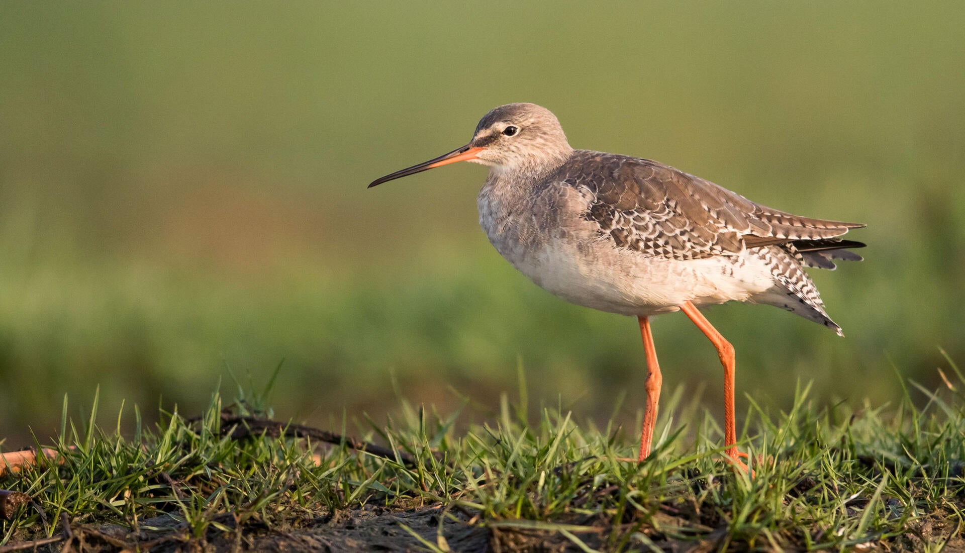 Spotted Redshank | Audubon Field Guide