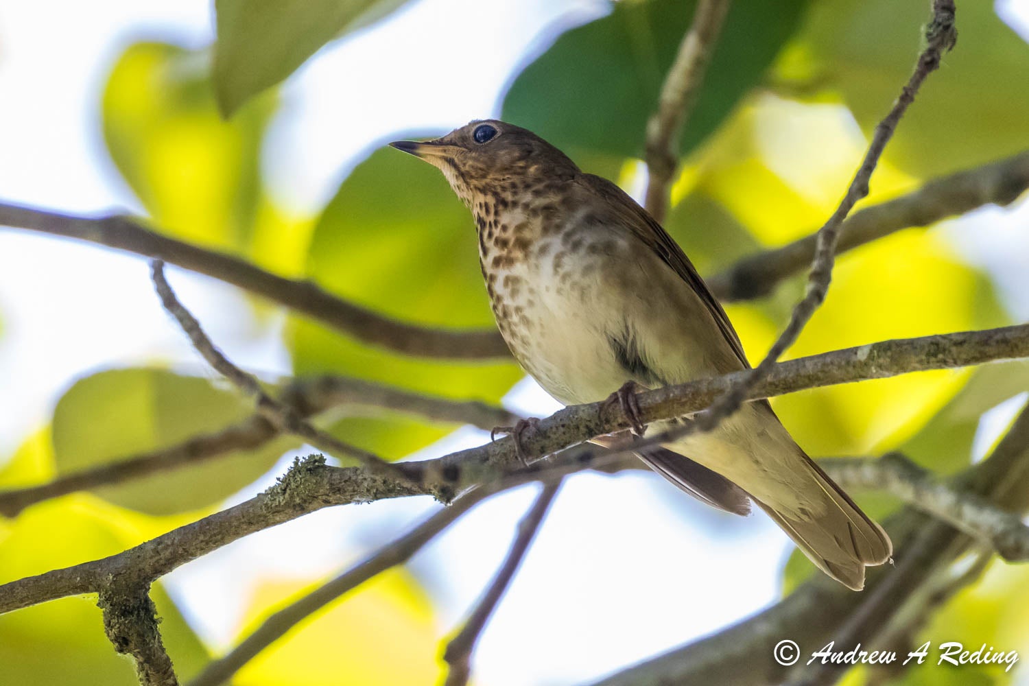 Swainson's Thrush | Audubon Field Guide