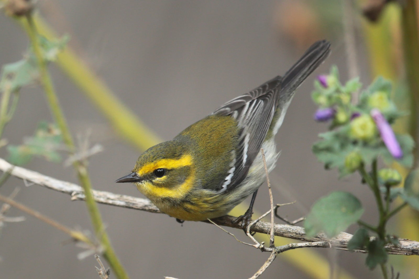 Townsend's Warbler | Audubon Field Guide