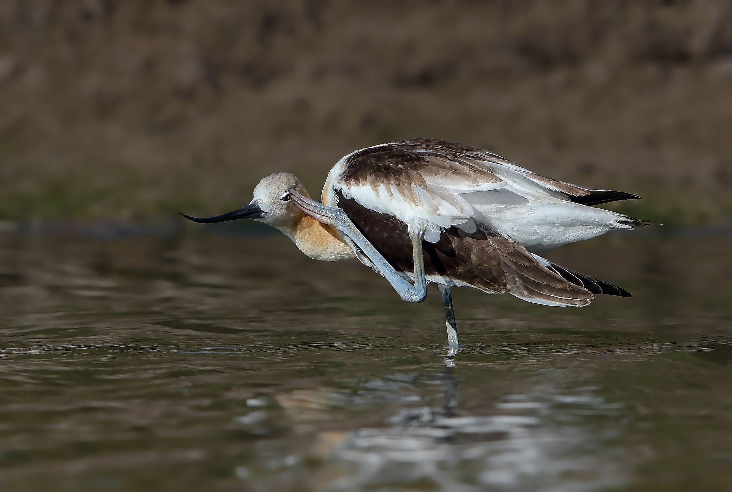 American Avocet Range