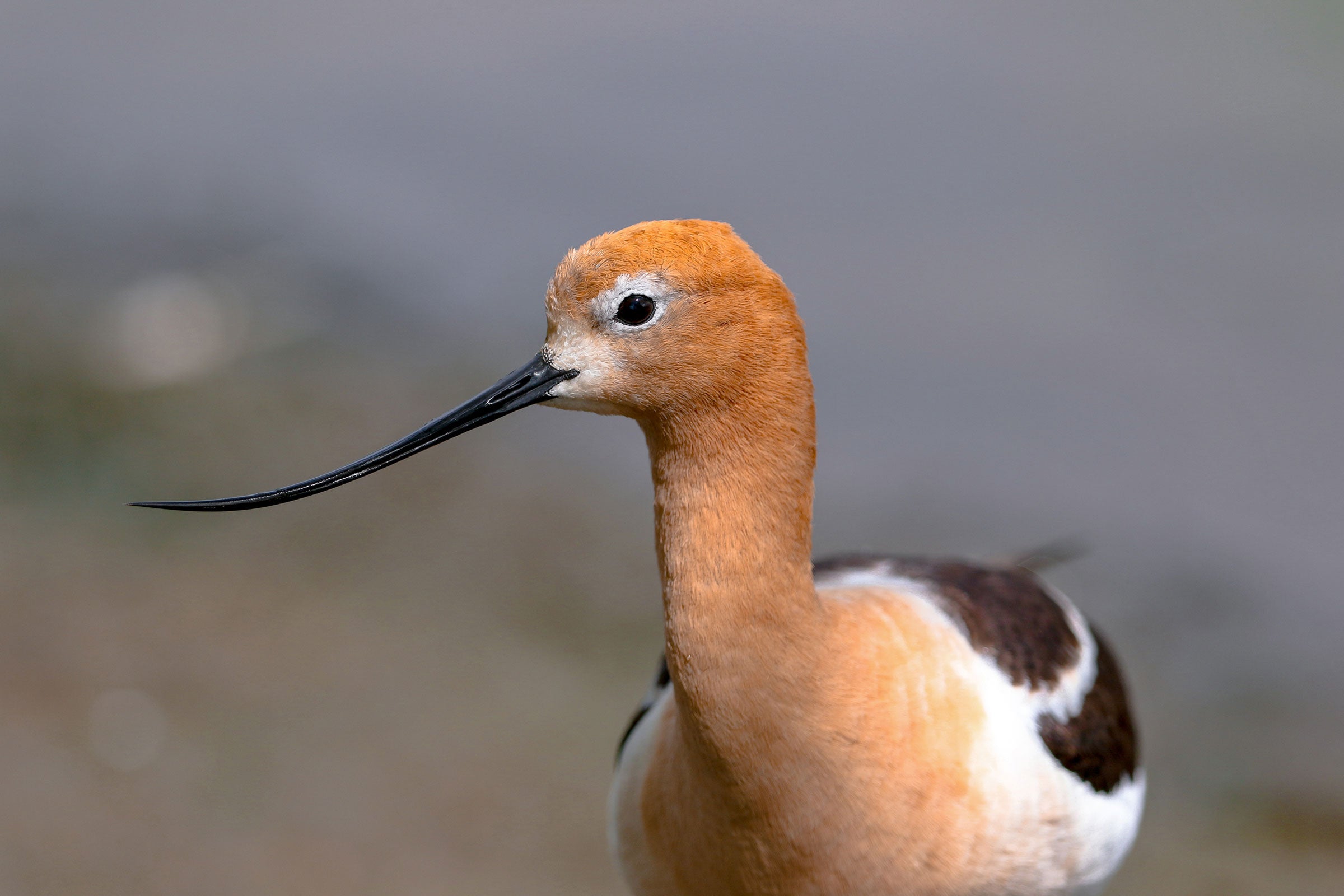 American Avocet | Audubon Field Guide