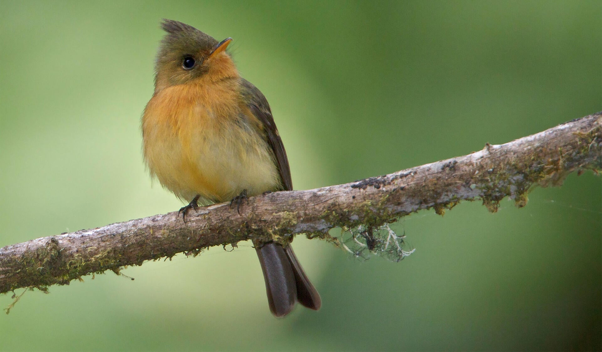 Tufted Flycatcher | Audubon Field Guide