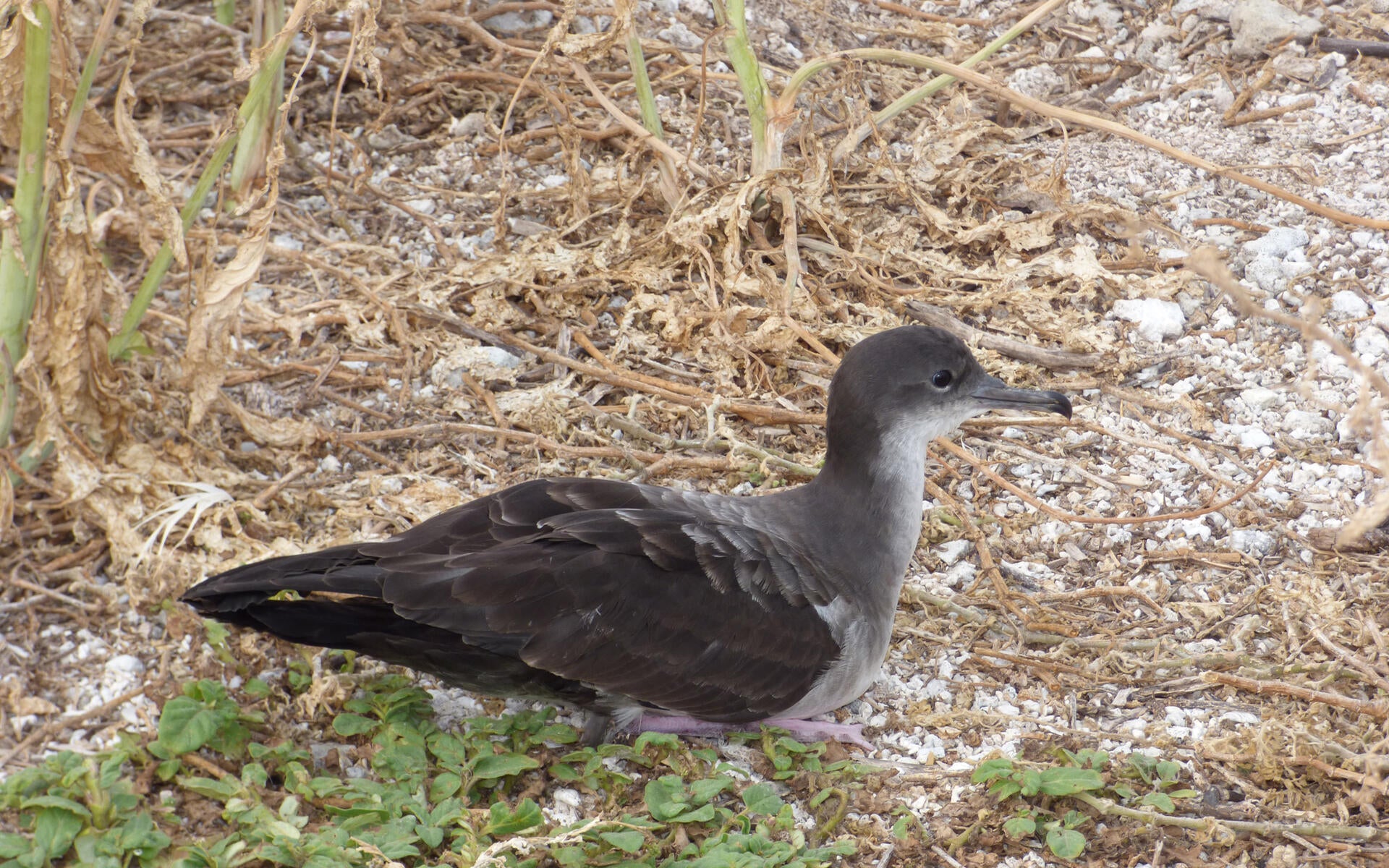 Wedge-tailed Shearwater | Audubon Field Guide