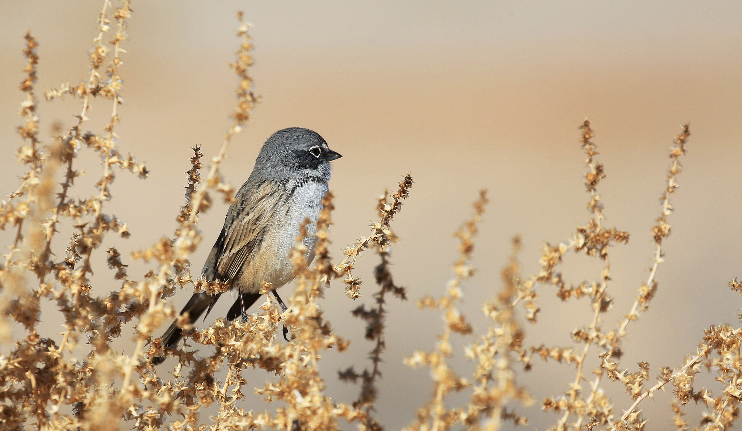 Birding Without Borders | Audubon