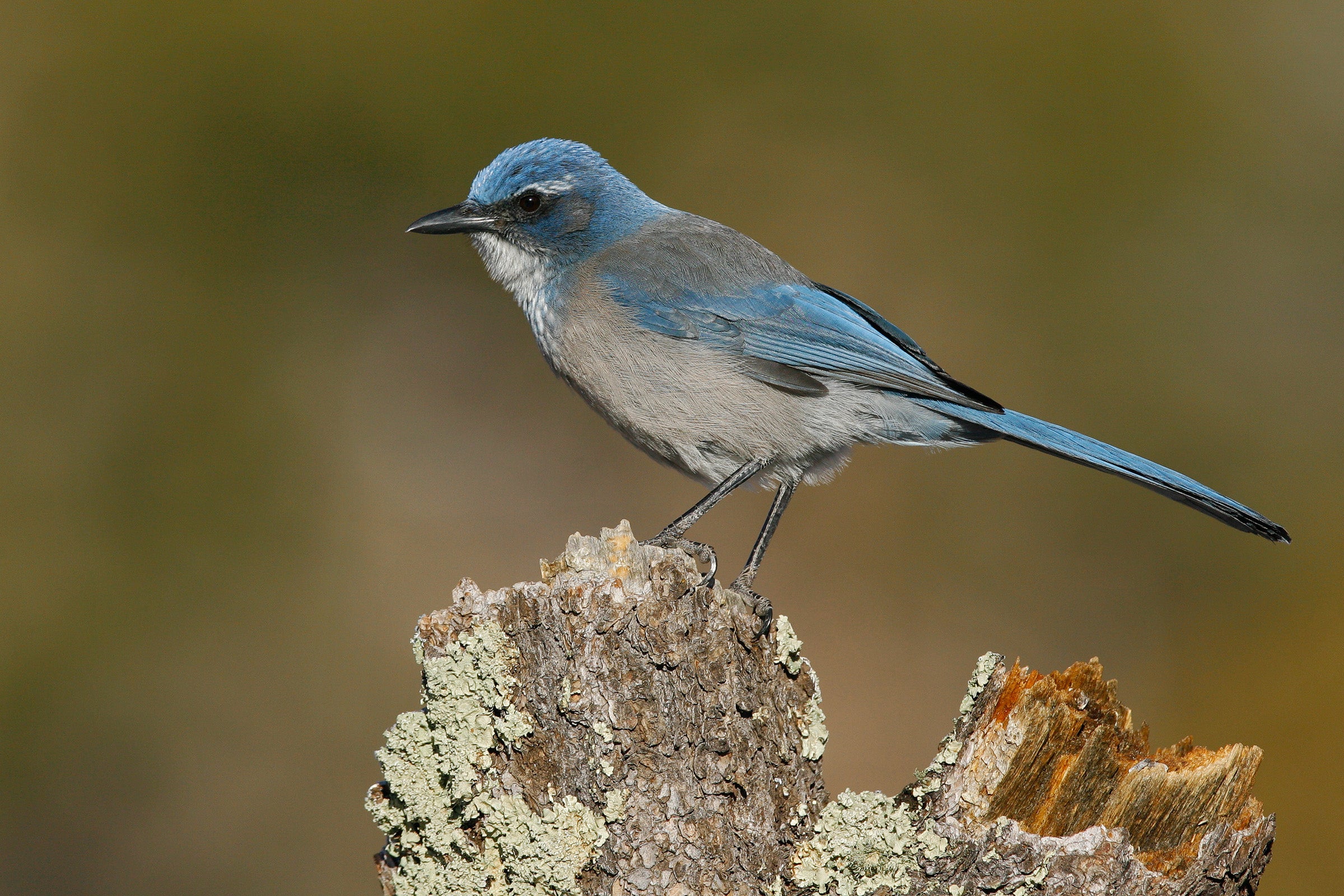 Crows, Magpies, Jays | Audubon