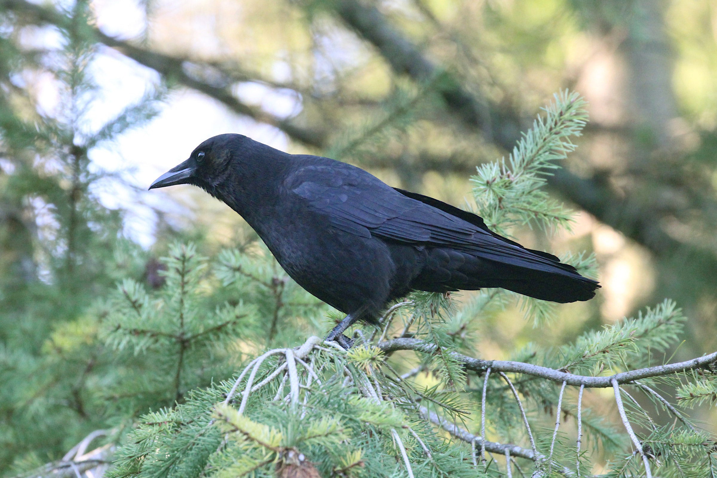 Crows, Magpies, Jays | Audubon