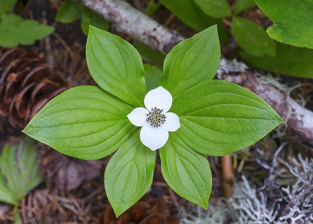 Bunchberry | Audubon