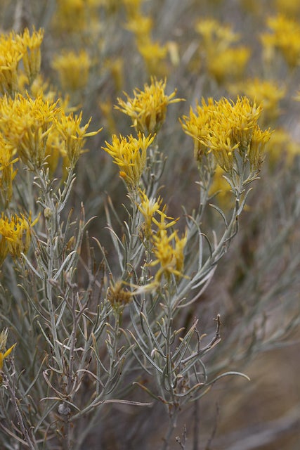 Rubber-Rabbitbrush | Audubon
