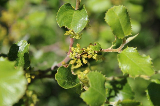 Holly-Leaf Buckthorn | Audubon