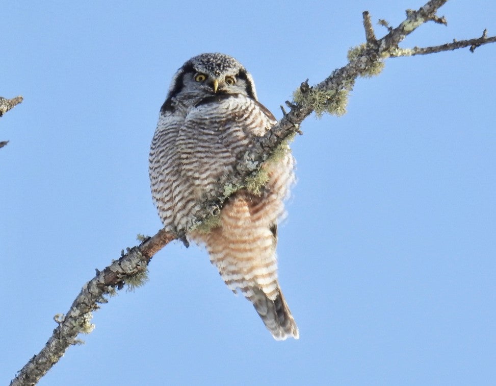 Audubon Members Focus on Their Favorite Bird Photos | Audubon