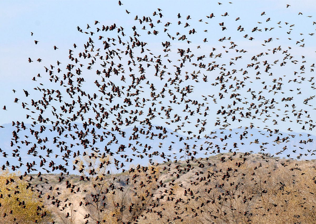 117th Christmas Bird Count U.S. High Counts | Audubon