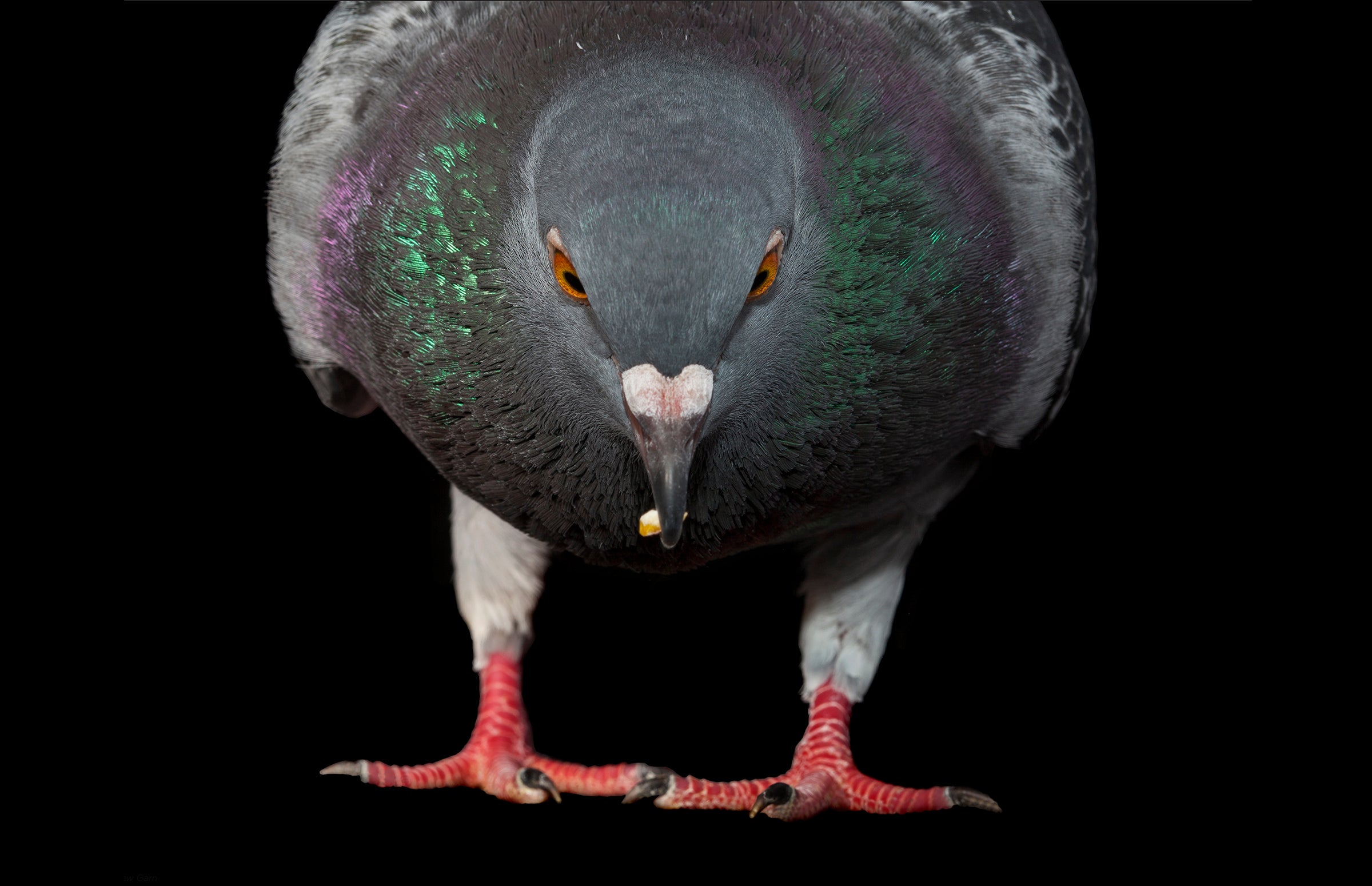 Pigeon Portraits Reveal the City Bird’s True Beauty | Audubon
