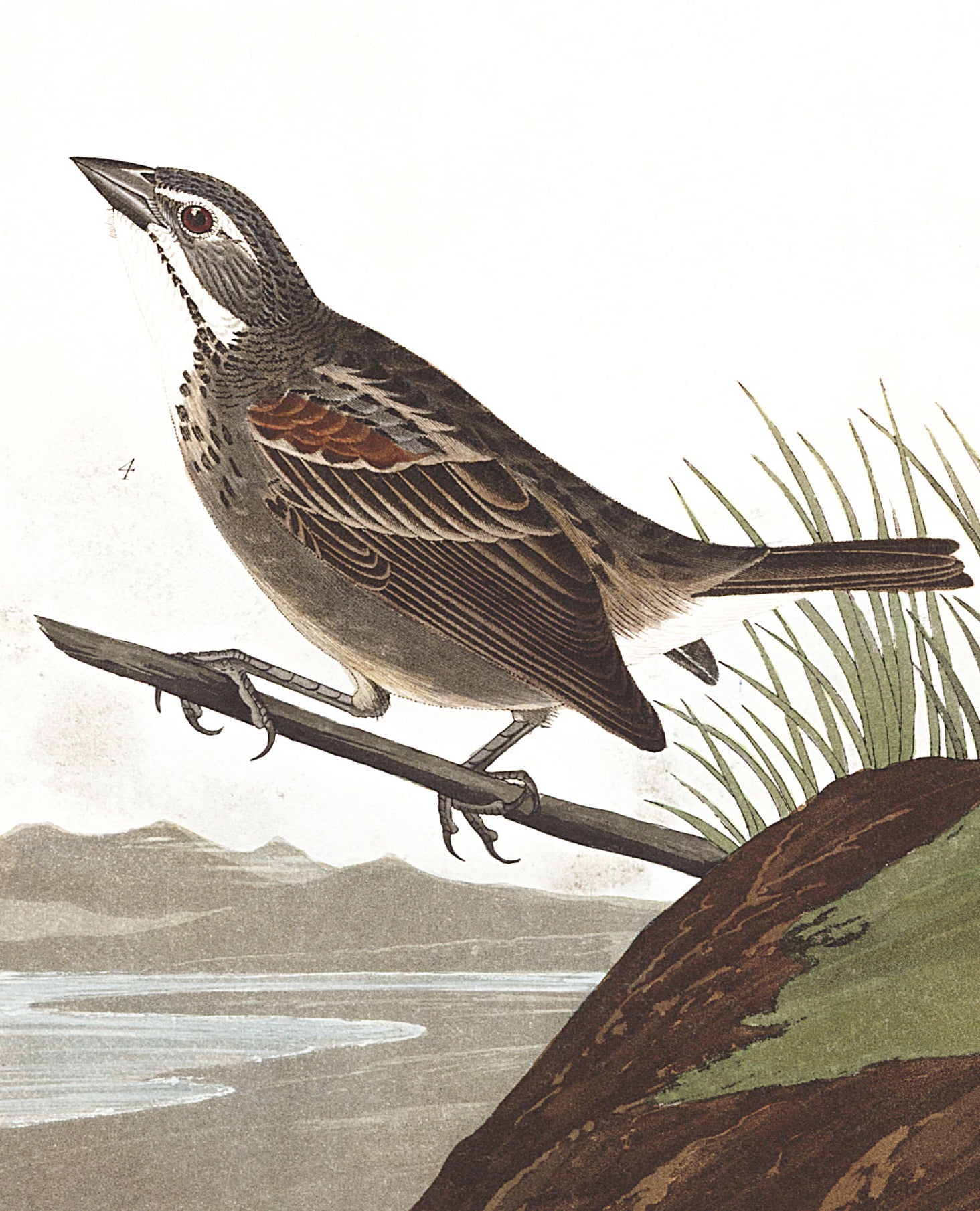 John James Audubon: Crazy, Wrong, or Neither? | Audubon