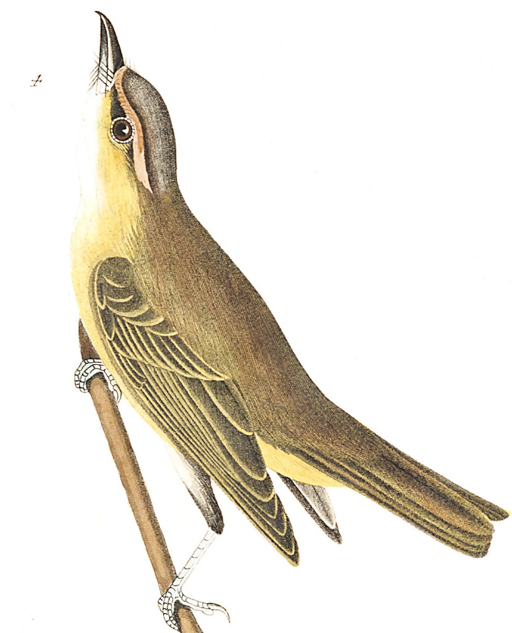 John James Audubon: Confused, Wrong, or Neither? | Audubon